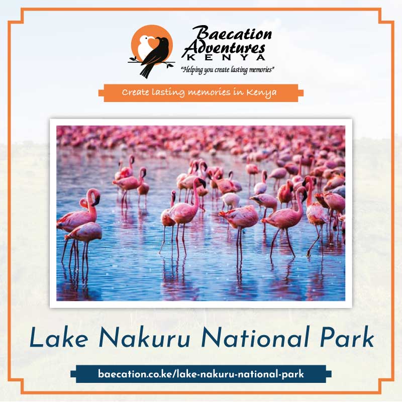 The Best Lake Nakuru National Park Tours | +254 725 300400