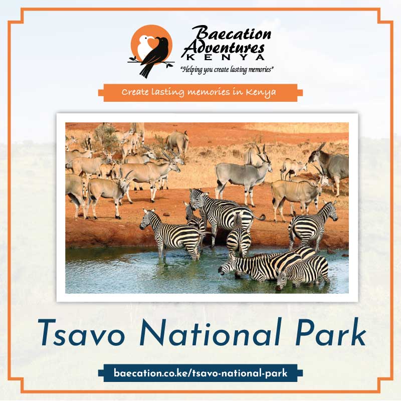 Baecation: Best Tsavo National Park Tours | +254 725 300400