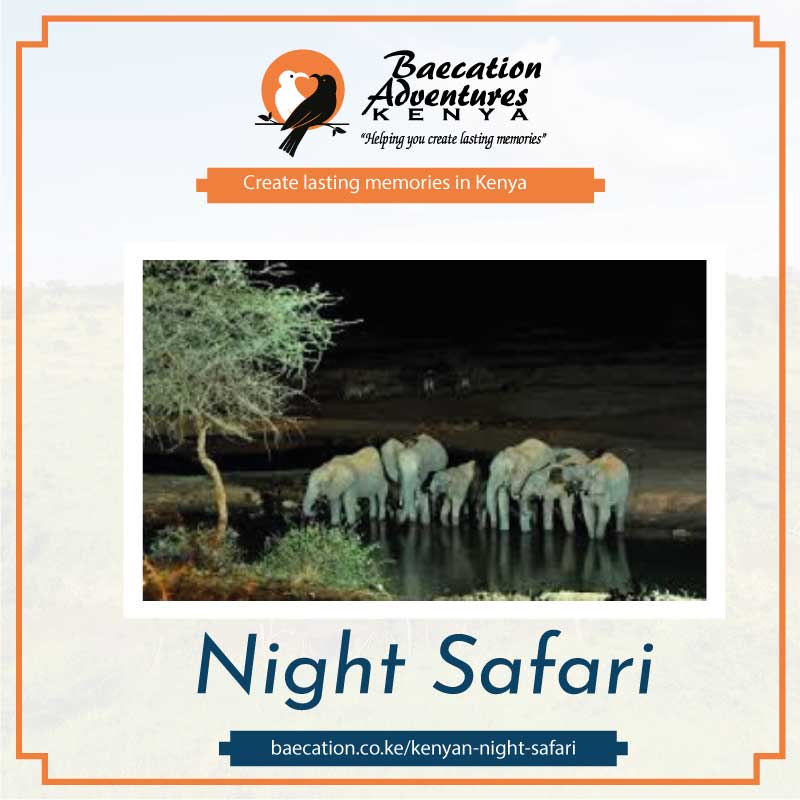 Baecation: Best Kenyan Night Safari | +254 725 300400