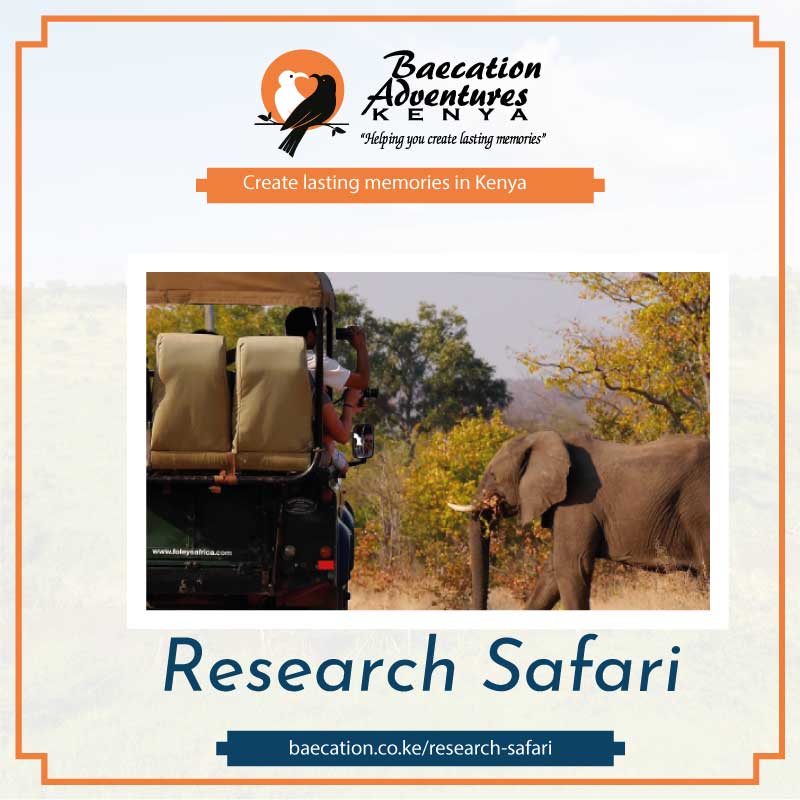 Baecation: Best Research Safari in Kenya |+254 725 300400